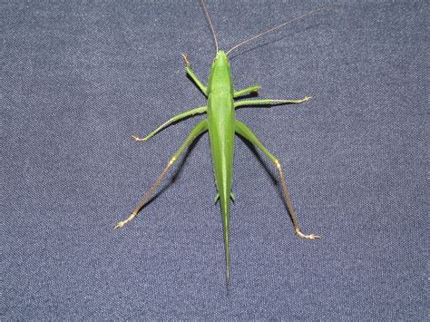 Image result for Cricket Insect Greenscreen