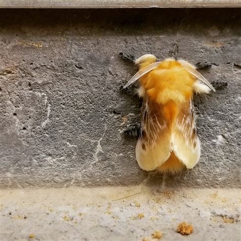 Image result for ASP Insect