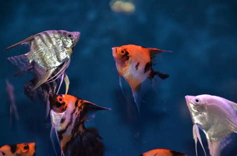 Image result for Discus vs Angelfish