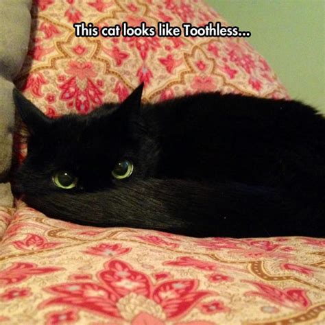 Image result for Toothless in Real Life