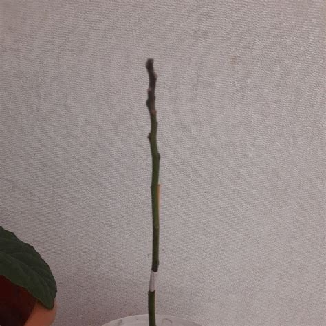 Image result for Self-Pollinating Avocado Tree