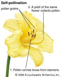 Self-pollination | botany | Britannica