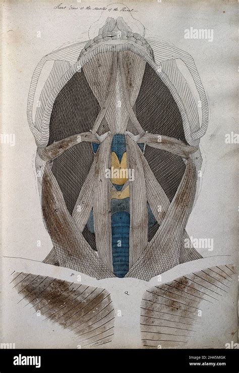 Image result for Neck Muscles Front View