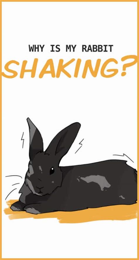 Image result for Rabbit Squeaking