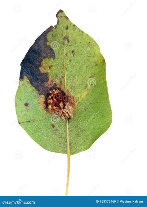 Image result for Pear Tree Leaf Rust