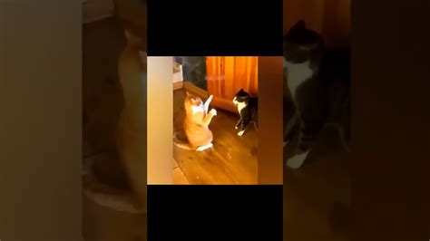 Image result for Easy Homemade Lizard Traps