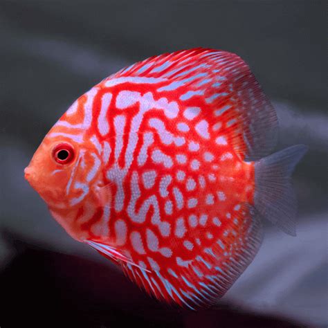 Image result for Discus Fisg