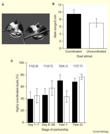 Temporal coordination signals coalition quality: Current Biology