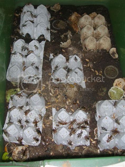 Image result for Breeding Crickets Setup
