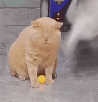 Image result for Grumpy Cat Angry