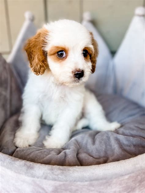 Image result for Cavapoo Pup