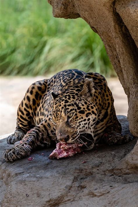 Leopard Eating Meat · Free Stock Photo