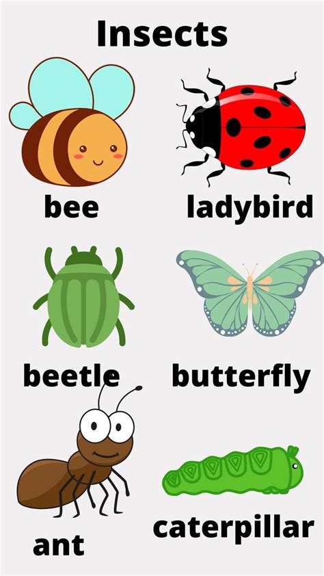 Image result for Insects Lessons