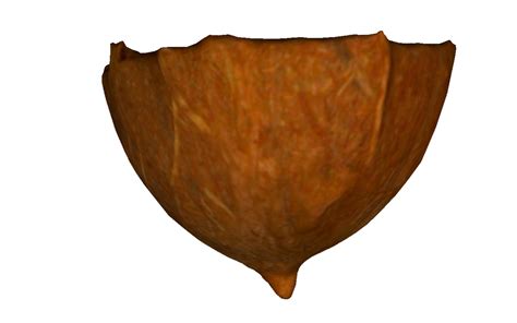 Image result for Coconut Shell Models