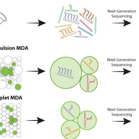 Image result for Multiple displacement amplification DNA Amplification Methods