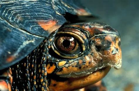 Image result for Box Finding Turtle