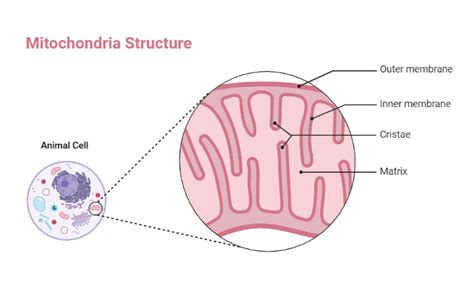 Mitochondria Structure Animal Cell | BioRender Science Templates