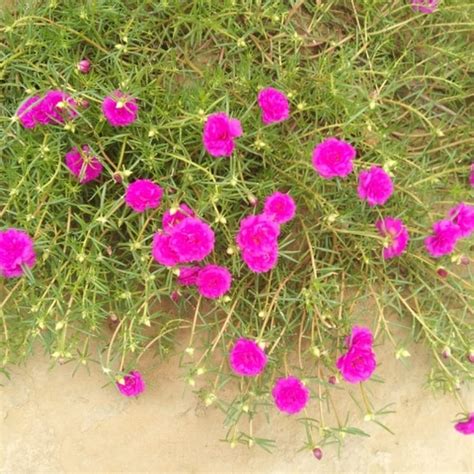 Image result for Bapi Das