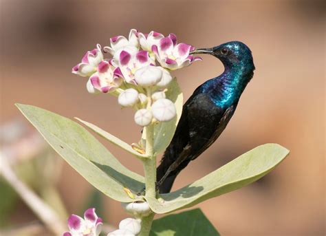 Image result for Types of Insect Pollinators