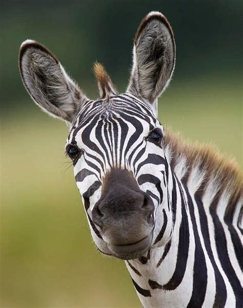 Image result for Smiling Zebra