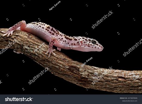 Image result for Leopard Gecko Lizard