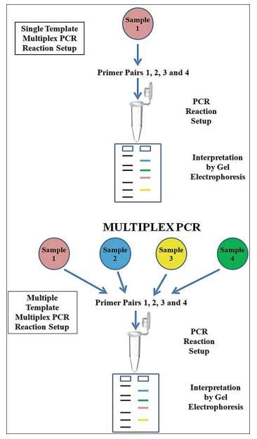 Image result for PCR Multiplexing Methods