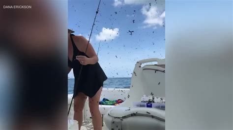 Image result for Lady Bug Bathing