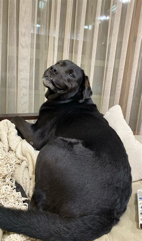 Image result for Grumpy Angry Face Red Lab