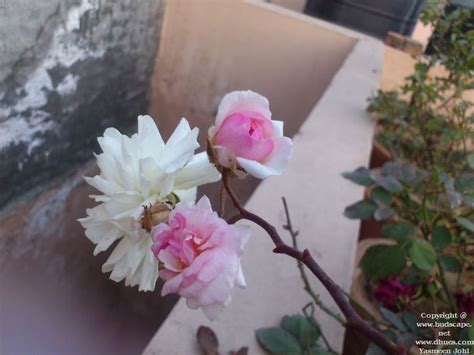 Image result for Color Changing Rose Bush