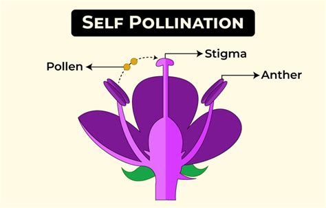 Image result for Examples of Self Pollination