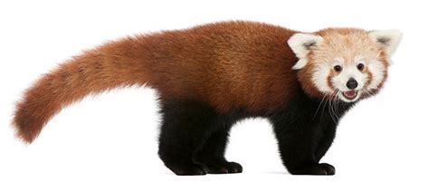 Image result for Red Panda Side View