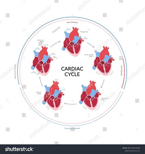 Image result for Cardiac Cycle Step by Step