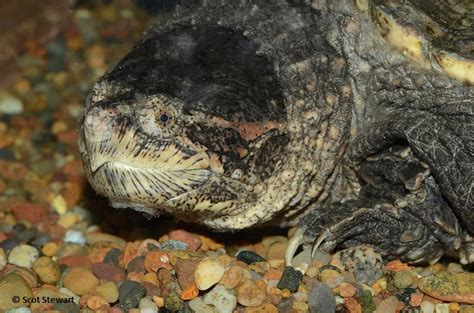 Image result for Michigan Snapping Turtle