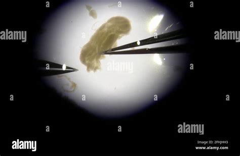 Image result for Mice Brain Dissection