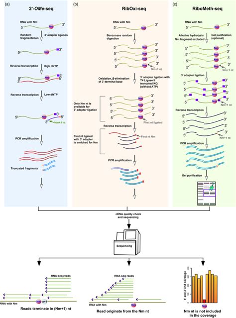 Image result for RNA Modification