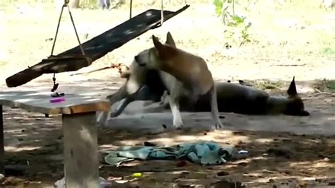 Image result for Exploding Animal Prank