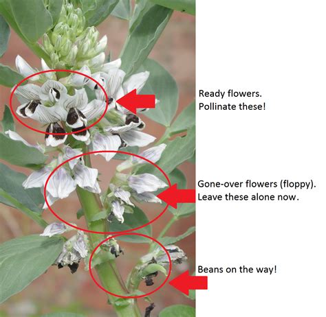 Image result for Pollinating Beans