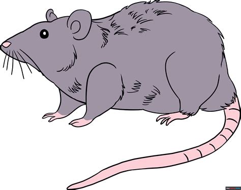Image result for Rat Drawing Tutorial