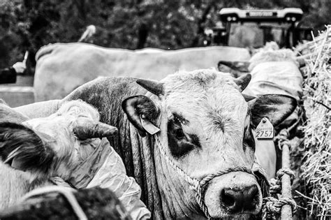 Image result for Sapi Cow