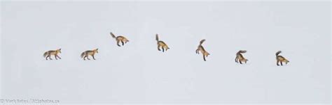 Image result for Sequential Movement Photography