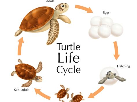 Image result for Snapping Turtle Life Cycle