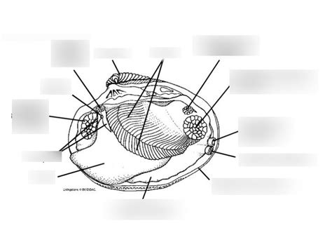 Image result for Clam Dissection