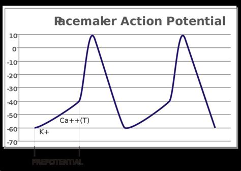 Image result for Pacemaker Potential