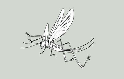 Image result for Flying Cricket Insect