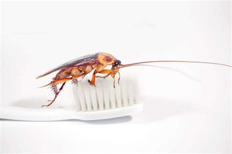 Image result for Cockroach Special Features