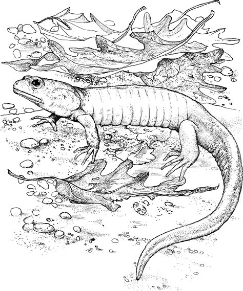 Image result for Lizard Coloring Pages