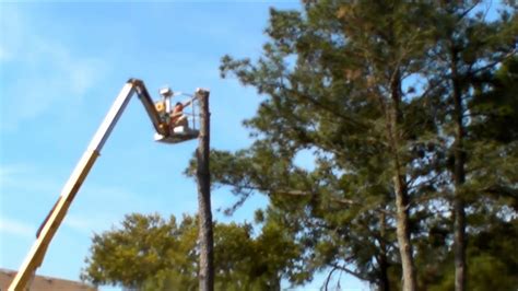 Image result for Tree Pull Fail