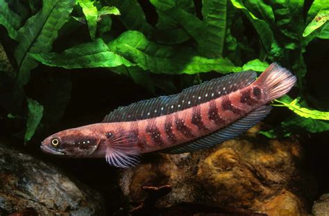 Image result for Red Line Snakehead Fish