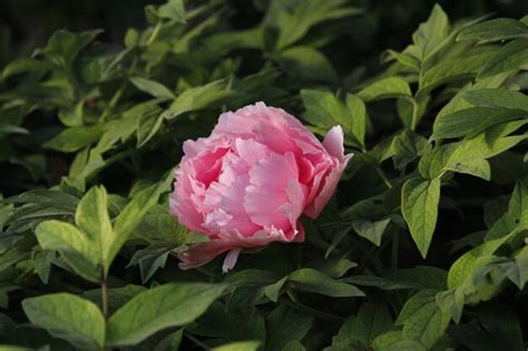 Image result for Spring Flower 330