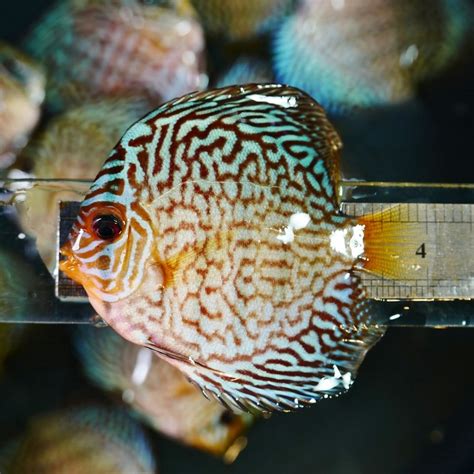 Image result for Red Tiger Discus